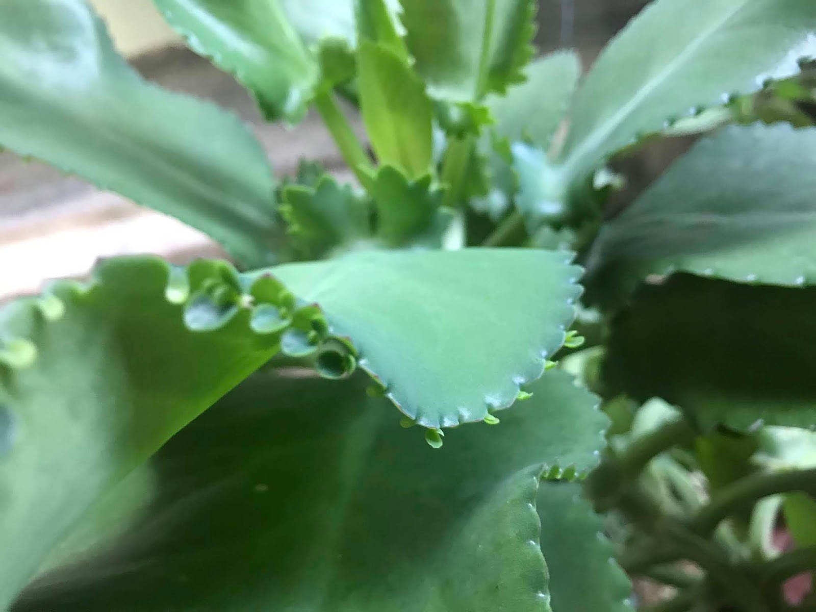 新/马草药自然医学: 落地生根的功效与作用.Kataka-taka (Miracle Leaves) Traditional ...