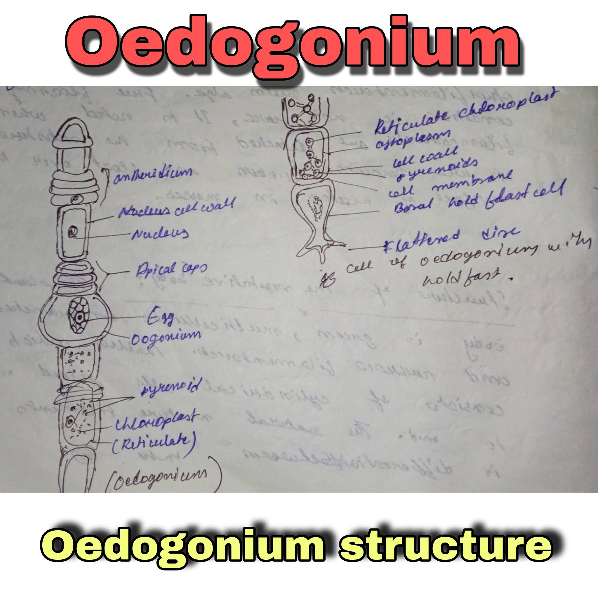 Reproductive Structure Of Oedogonium With Diagram Algae