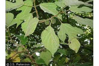 Raising Islands--Hawai'i science and environment: Wauke tracks ...
