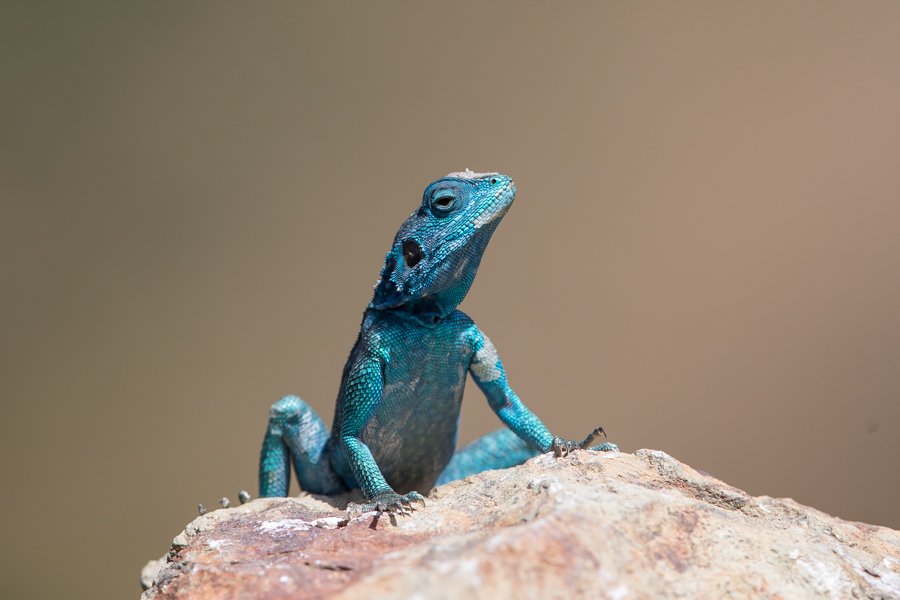 Birds of Saudi Arabia: Anderson's Rock Agama – Raydah Escarpment