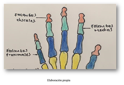 CONCEPTUALIZACION ANATOMICA : TIPOS DE HUESOS Y ARTICULACIONES