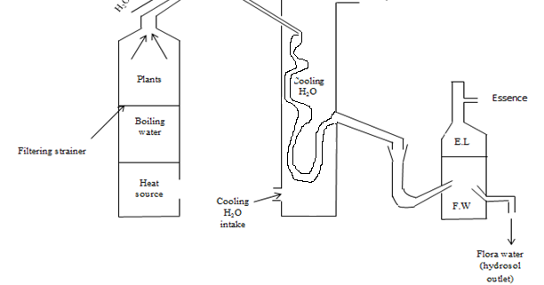 How to extract essential oil or essence