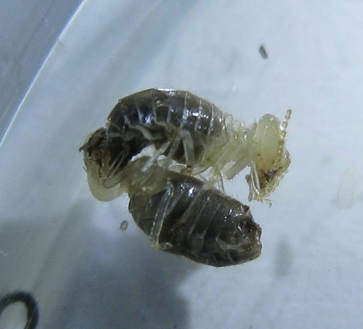 Photos and Info on Ants and Termites of Malaysia: Of Nymphs, Naked ...