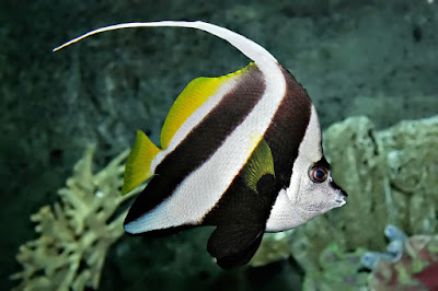Four Most Beautiful Fish with Distinguished Fins