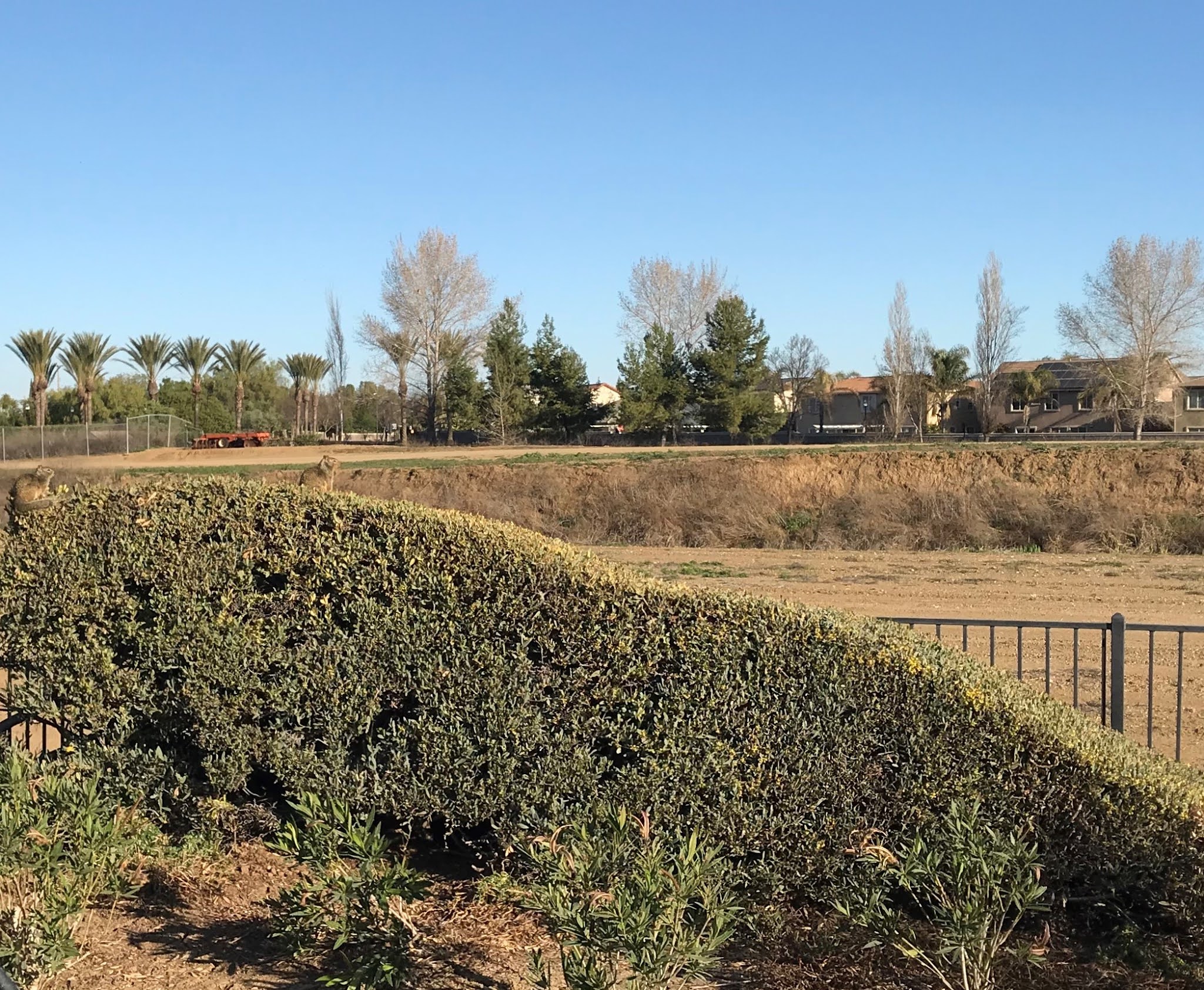 Rodents Stressed Out During COVID-19 Pandemic