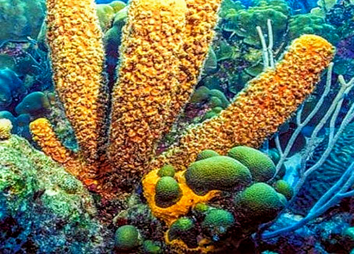 Pengertian Kingdom Animalia (hewan), hewan avertebrata atau ...