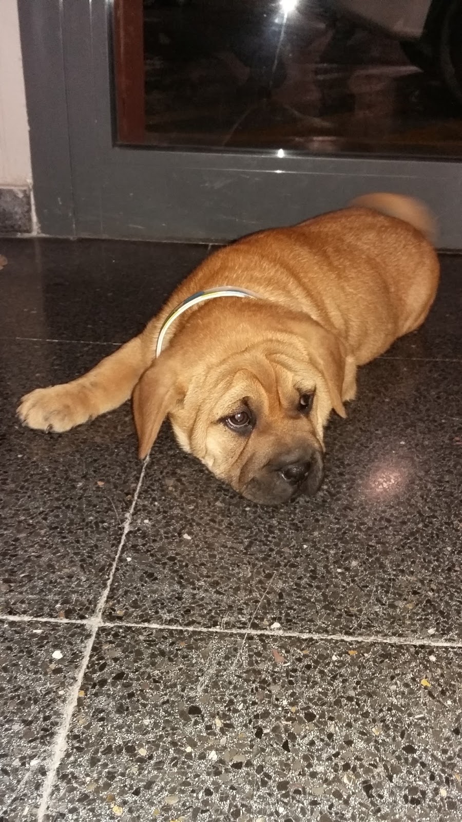 Policia Local Alcúdia de Crespins: PERRO EXTRAVIADO