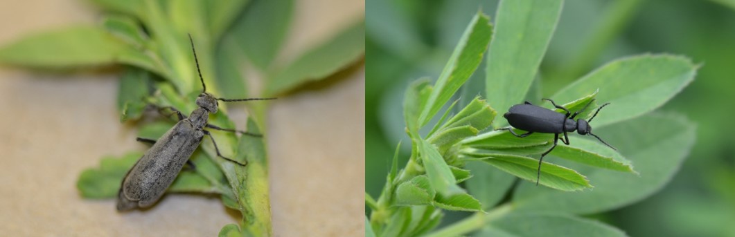Blister Bugs In Alfalfa Hay