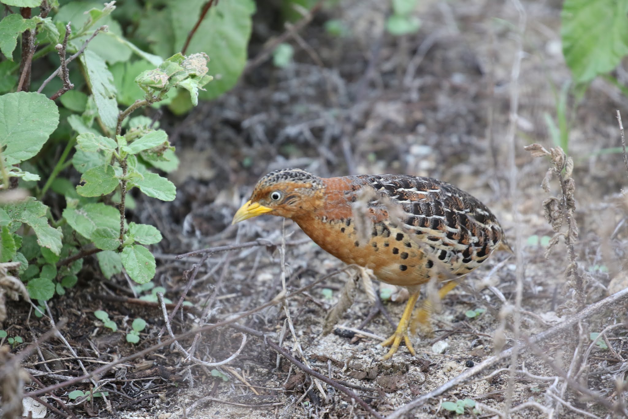 Indonesia birdwatching, Birding Sulawesi, Birding West Papua and ...