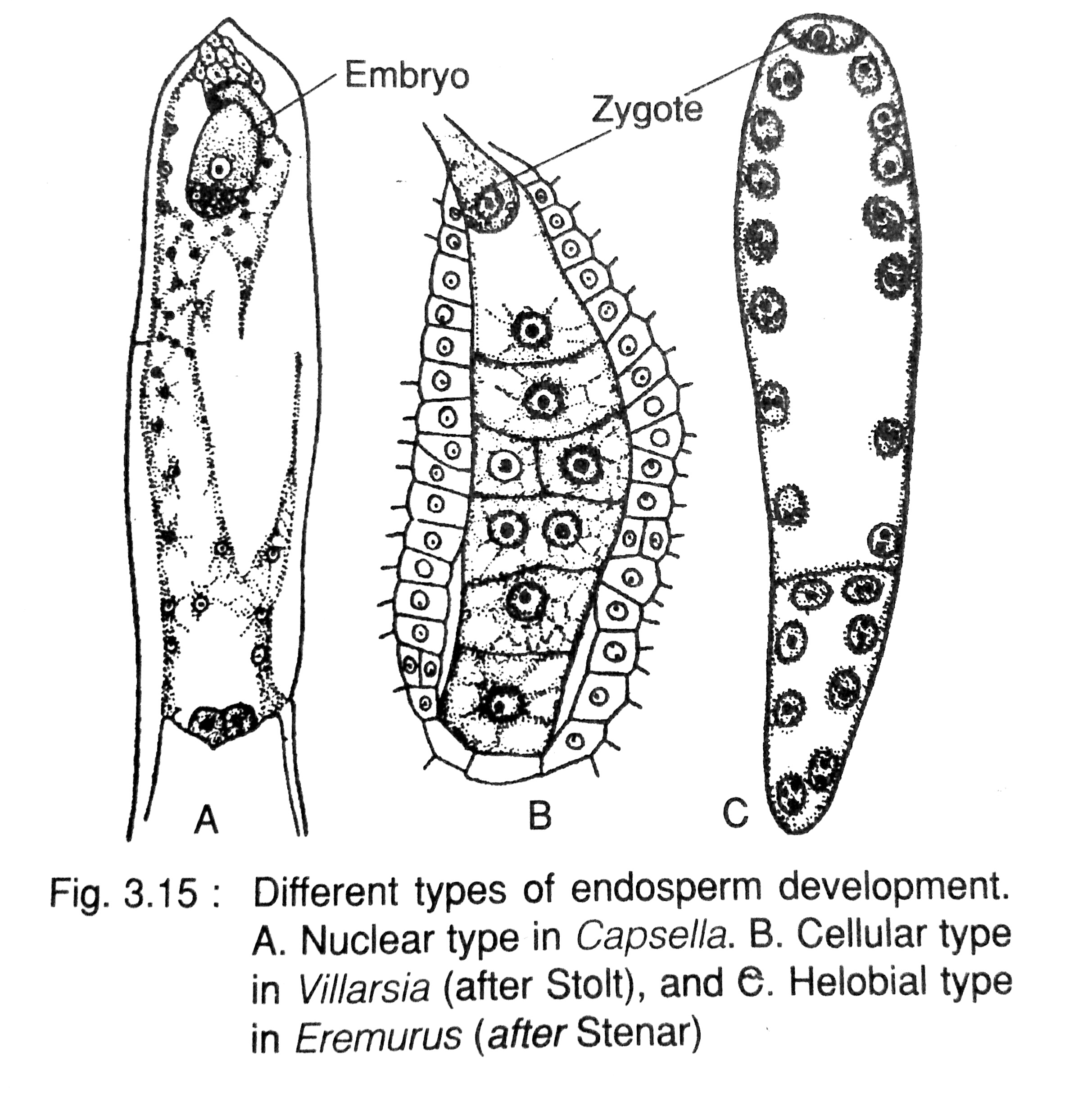 Plant Embryology : Embryology Relation To Plant Taxonomy || Role of ...