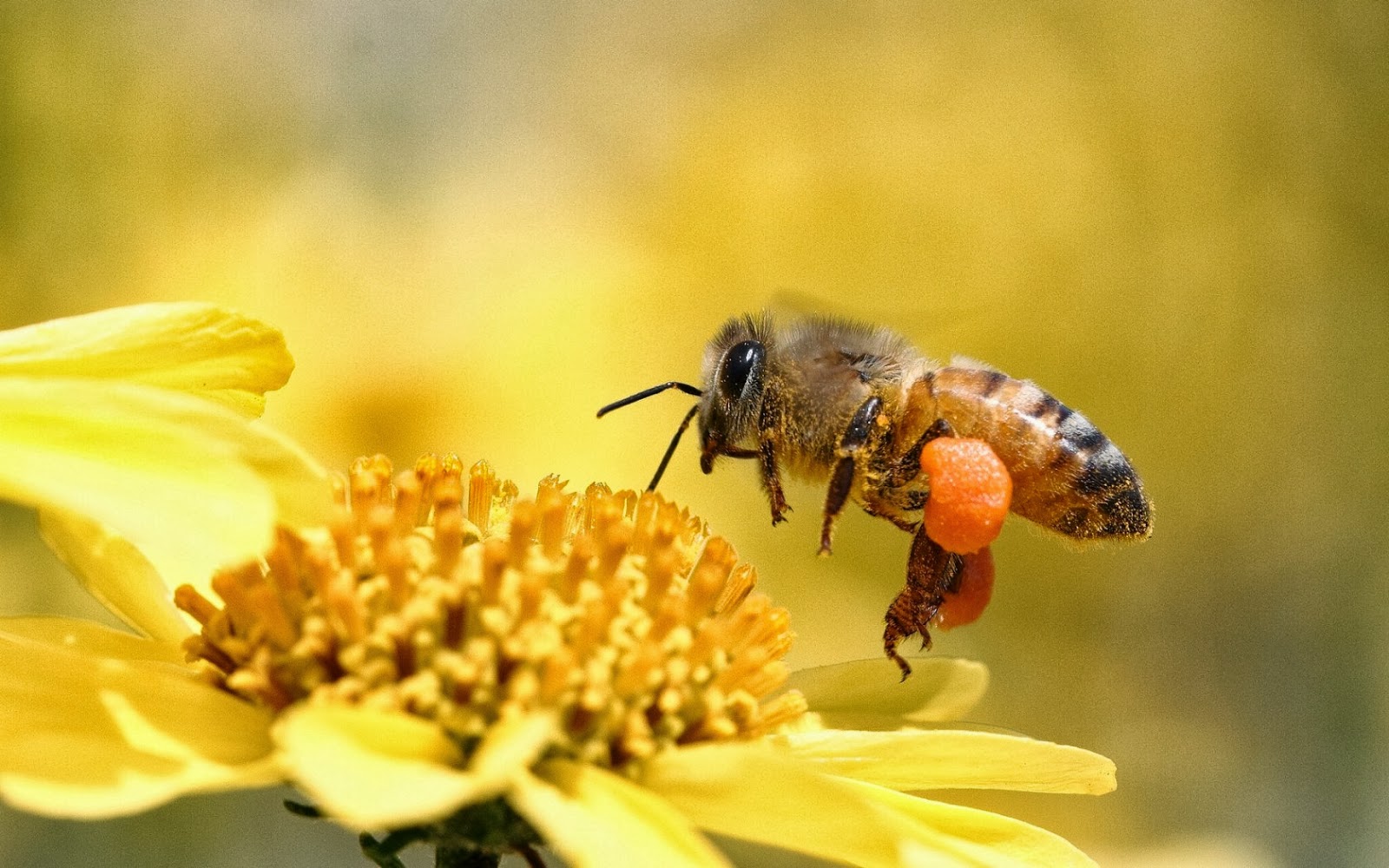 Corona Apicultores: LA POLINIZACIÓN ENTOMOFILA