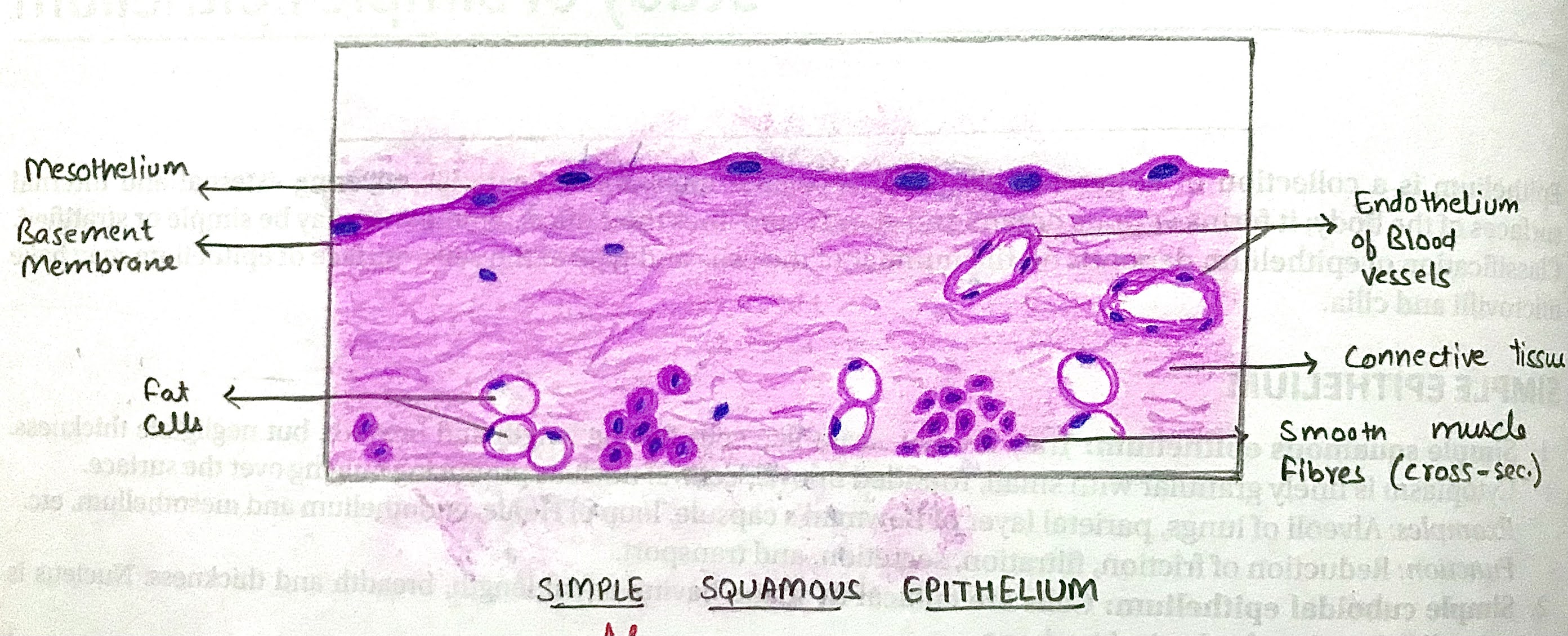Simple Squamous Epithelium