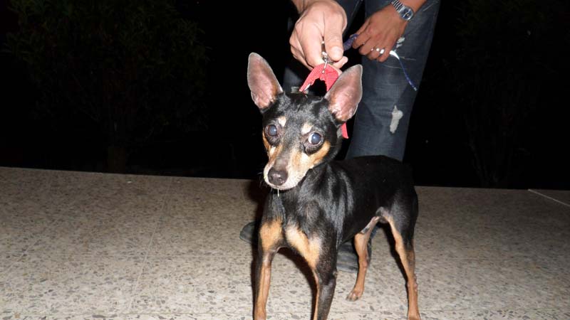 ZAGUATES Y MISINGOS: DOBERMAN PINSCHER MINIATURA EN ADOPCION