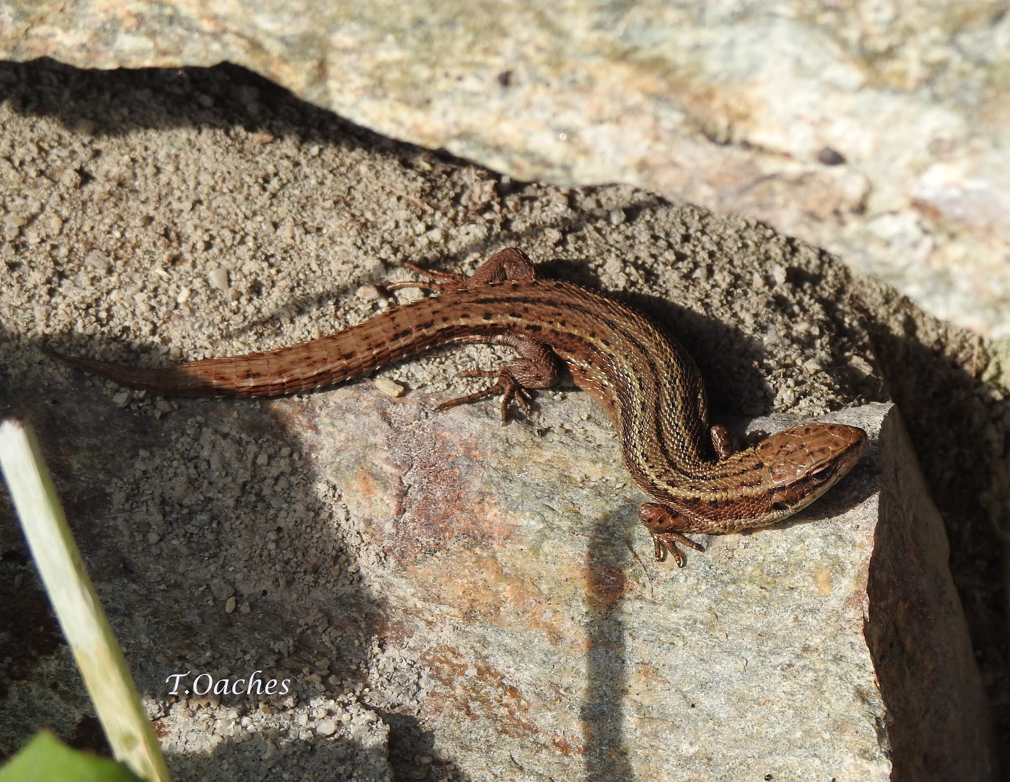 PASARI DIN ROMANIA: REPTILE ( 2 ), Soparle