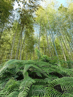 Letters From a Father to his Son: The Story of the Fern and the Bamboo