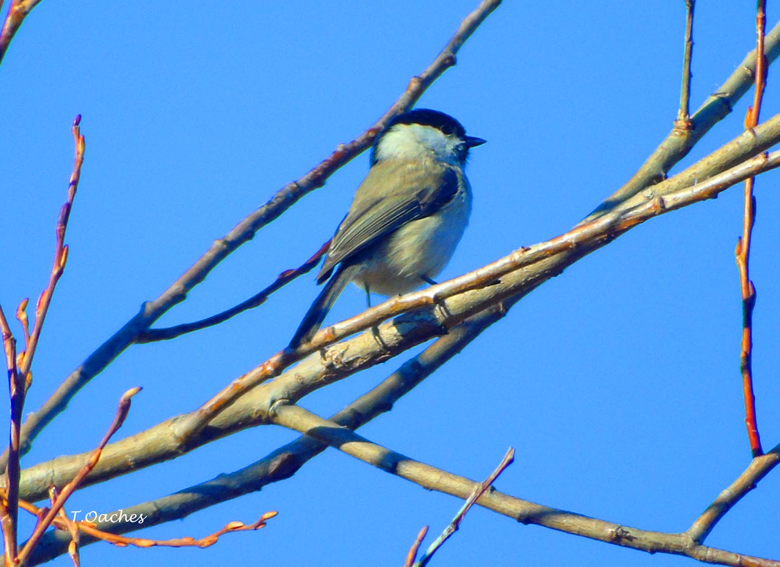 PASARI DIN ROMANIA: PITIGOI DE MUNTE, Poecile montanus