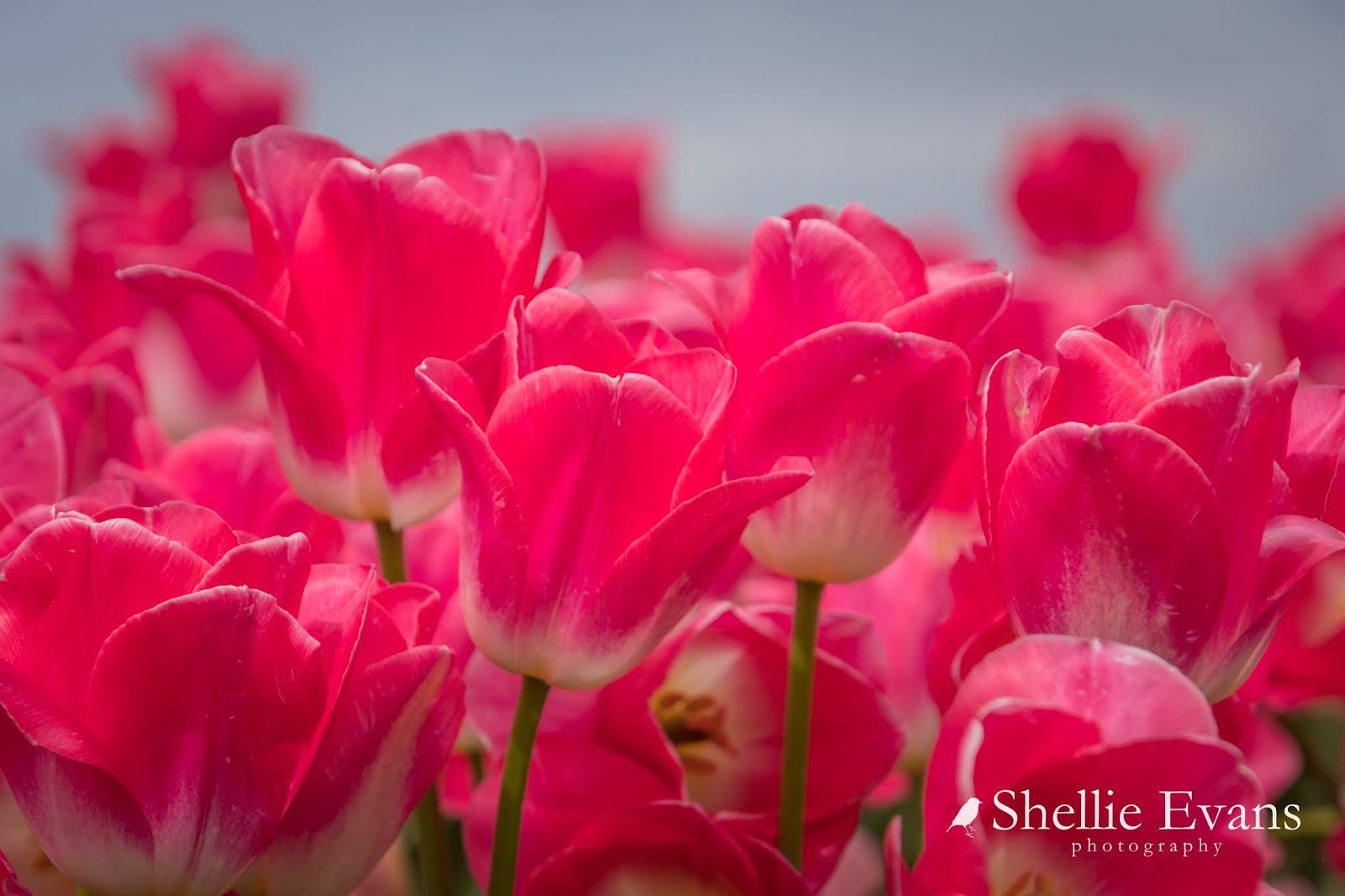 Two Go Tiki Touring: A Riot of Colour- Fields of Tulips, Southland