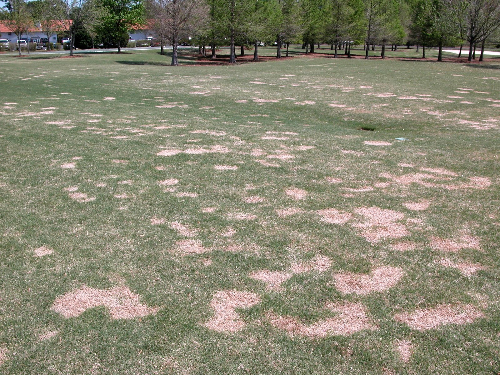 Nc State Turf Pathology