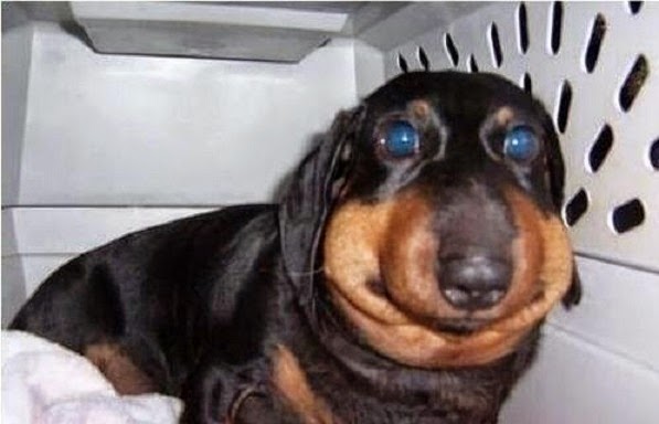 11 Dogs Who Learned The Hard Way Not To Eat Bees - test blog