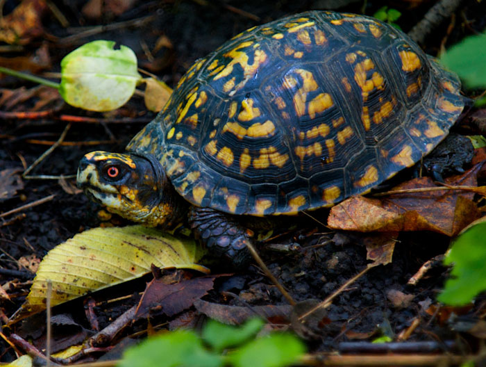 Red and the Peanut: A box turtle is always a surprise!
