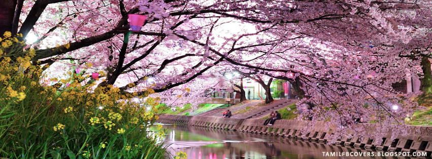 My India FB Covers: Cherry blossom view- Nature FB Cover