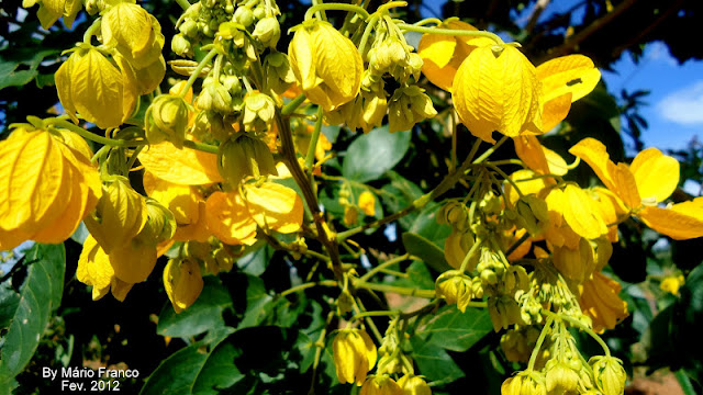 Meu Cantinho Verde: PAU-FAVA, ALELUIA - ( Senna macranthera )