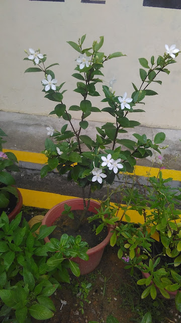 Bunga Melur (Jasminum)