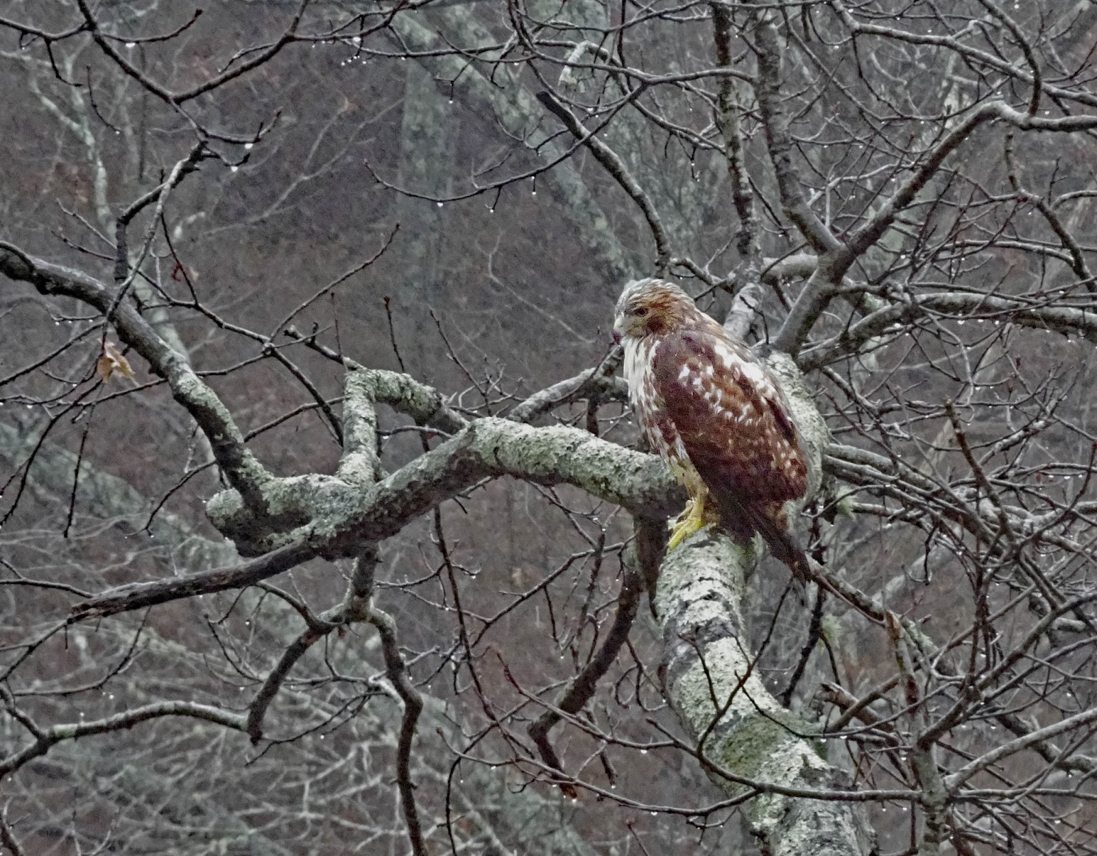 Joe's Retirement Blog: Red-tailed Hawk, Manomet, Plymouth ...