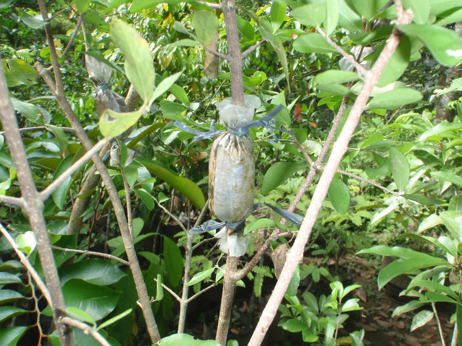 Xtremehorticulture of the Desert: Air Layering Peach Tree