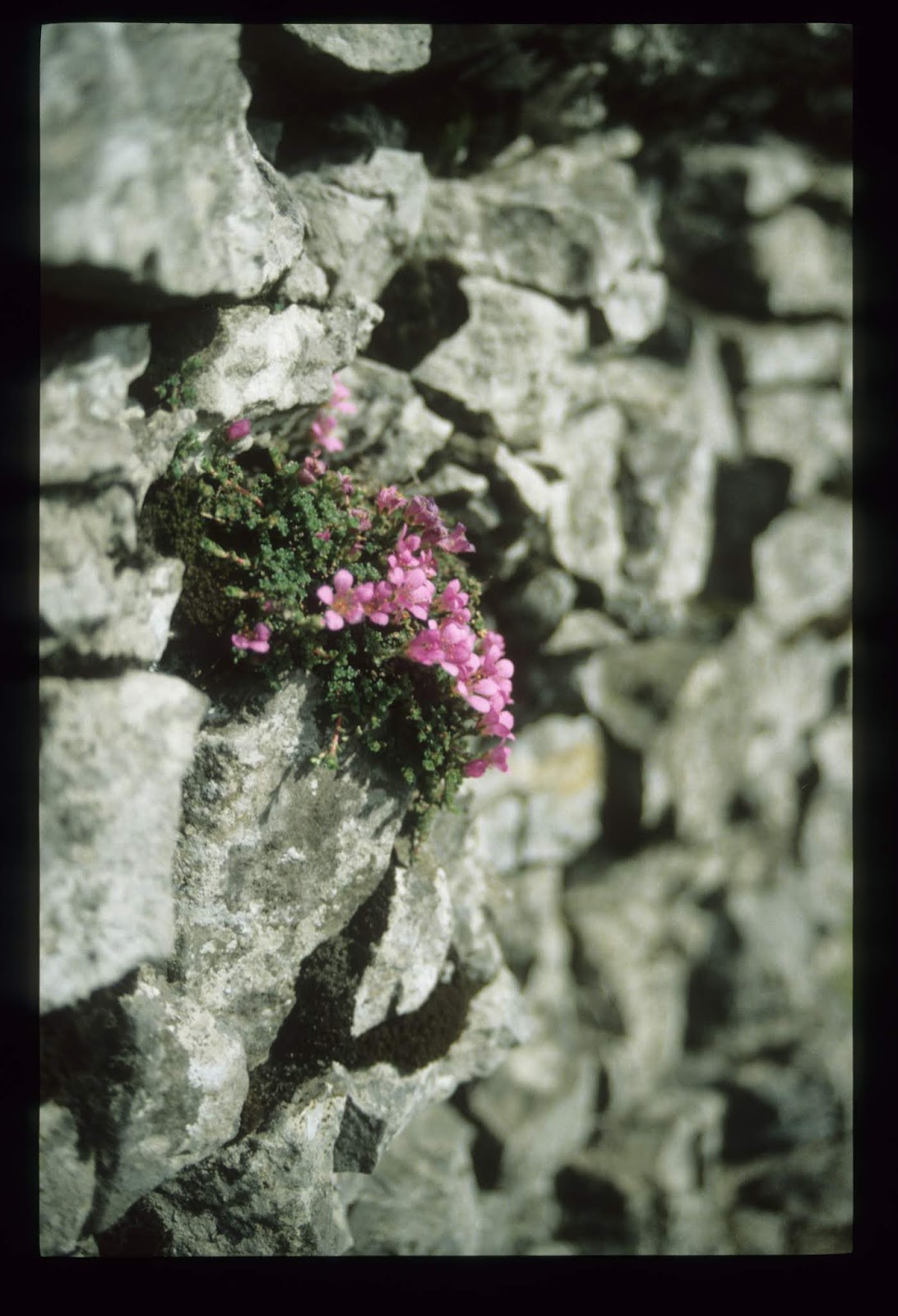 Wild flower of the month: March: Purple Saxifrage