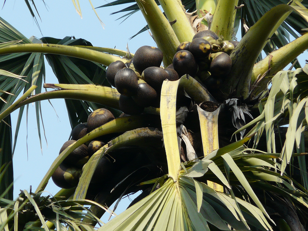 Arjunpuri in Qatar: Indian fruits you've never heard of