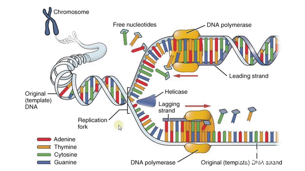 Genetika (Simulasi dan Visualisasi DNA serta Pengenalan Alat)