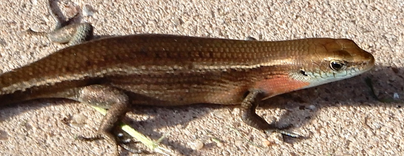 Little Darwin: SKINNED LIZARD AND OTHERS