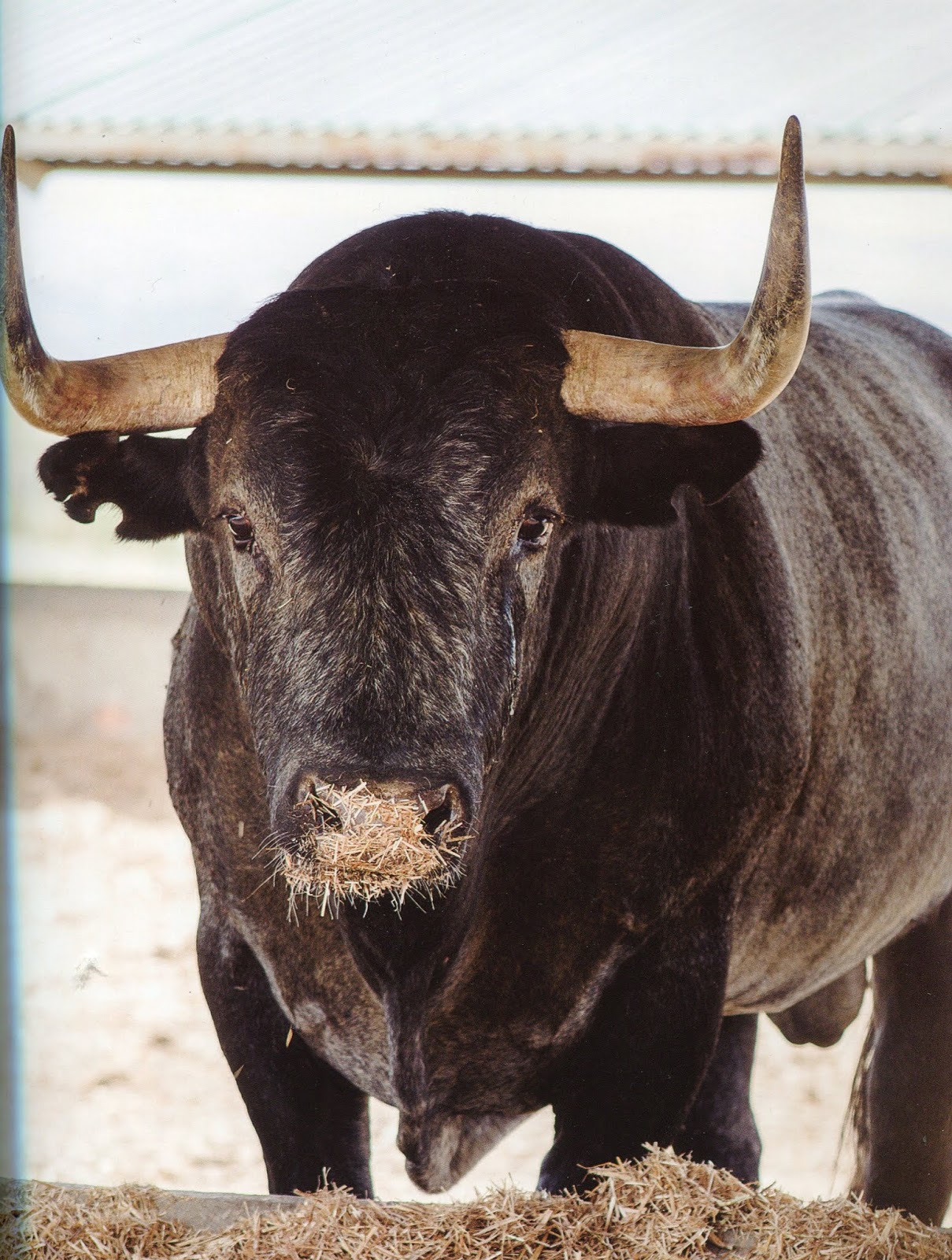 LOS COQUILLAS DE CIFUENTES: EL TORO