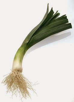 Puerro (Allium ampeloprasum L. subesp. Porrum (L.) Hayek)