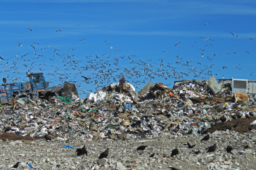Life, Birding, Photos and Everything: Birding at the Landfill