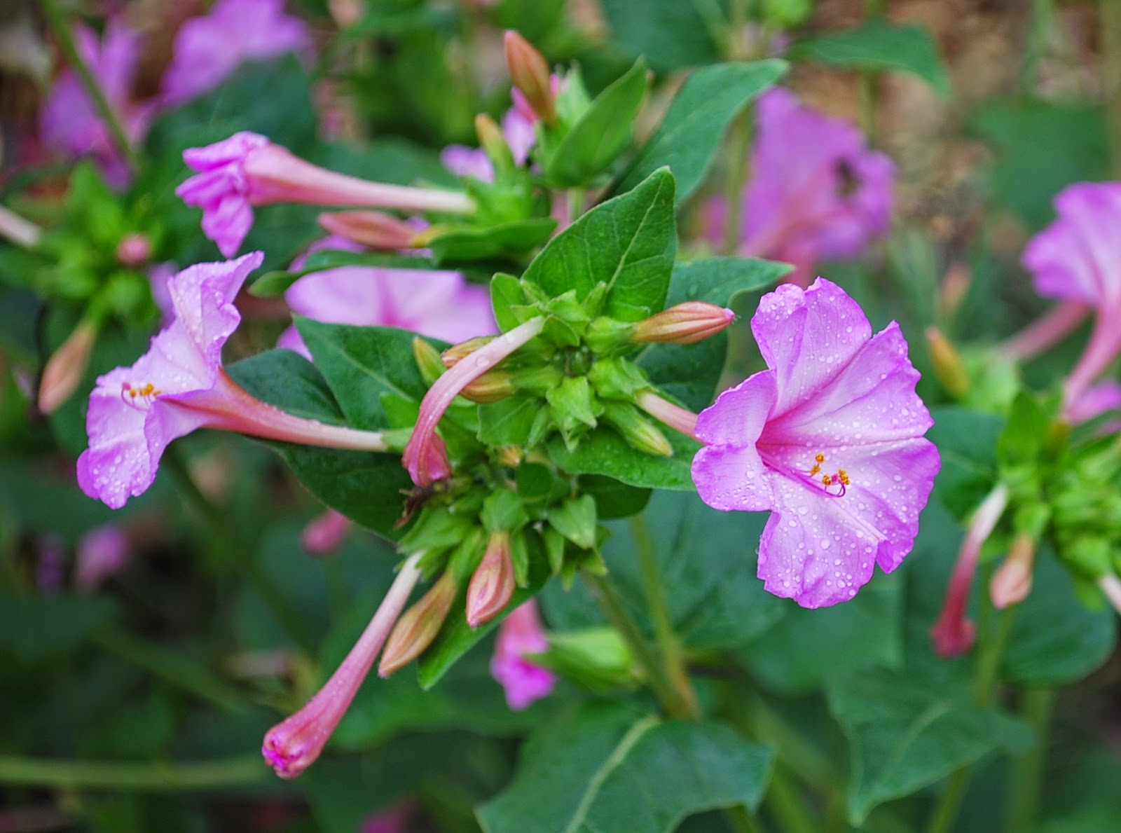 Daniel's Pacific NW Garden: Four O'clocks, Morning Glories. 9.1.14
