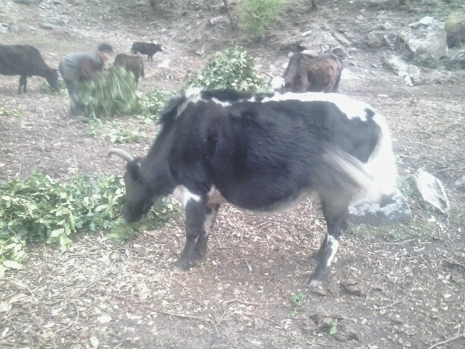 Worldtibetarts: Chauri Gai (cow)