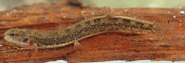 Salamanderfish ( Lepidogalaxias salamandroides ) | Tips Peternakan ...