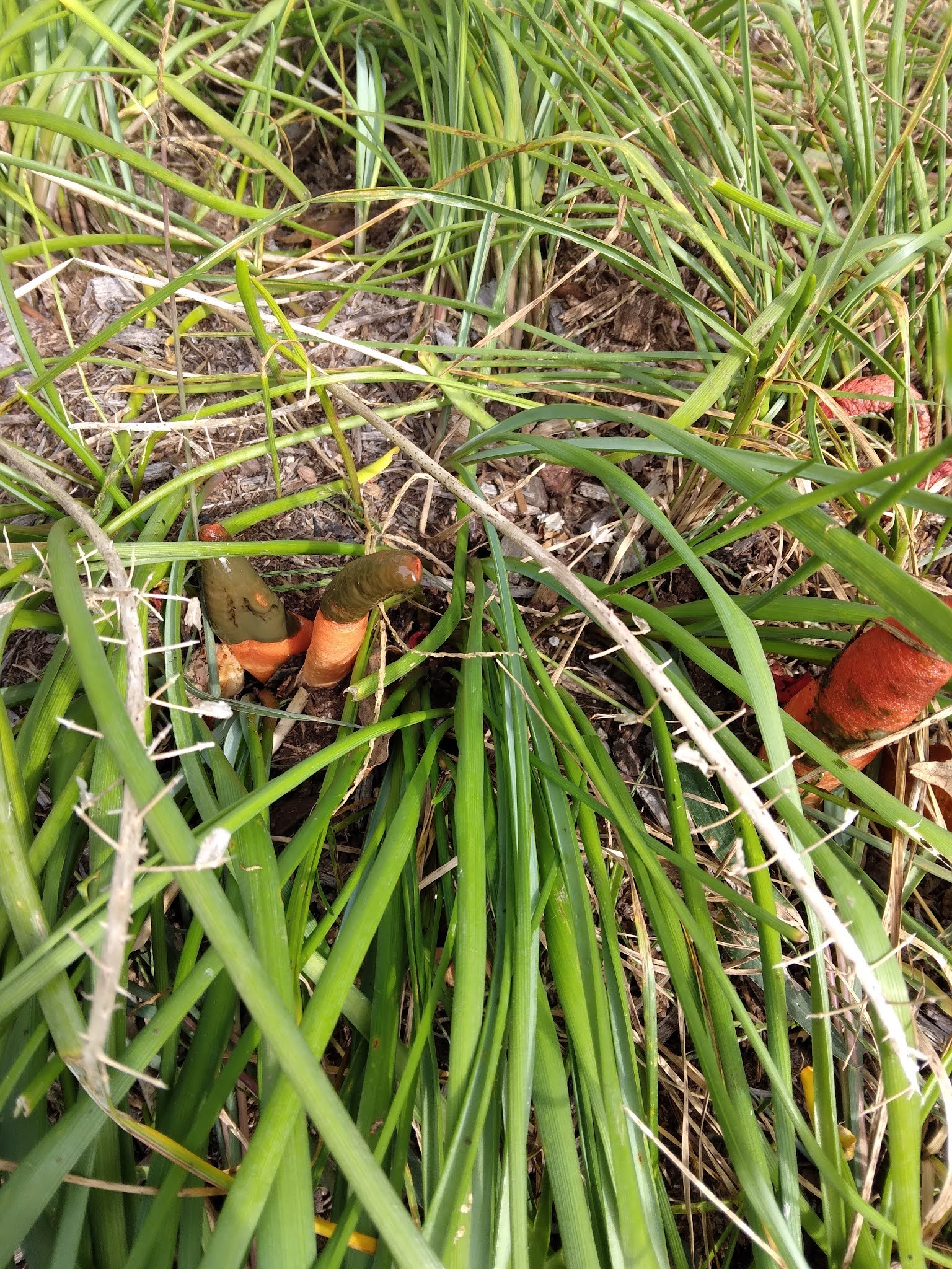 RELAXING ROBIN: Weird creepy Halloween grass