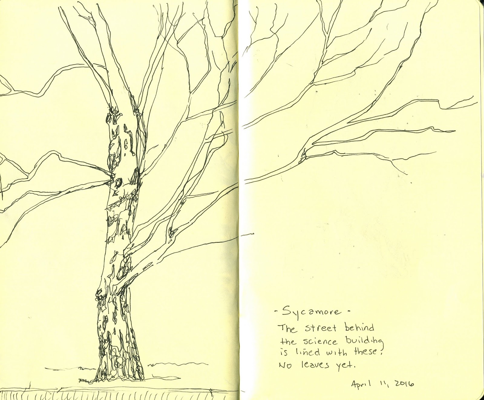 Scribbling With Spirit: Spring Trees From Around Town