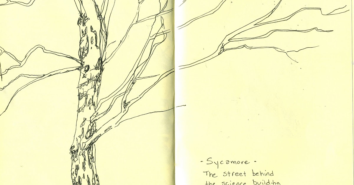 Scribbling With Spirit: Spring Trees From Around Town
