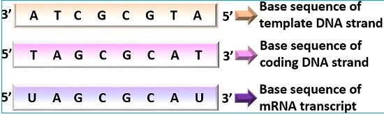 Rusty's Bio-zone: MOLECULAR BASIS OF INHERITANCE
