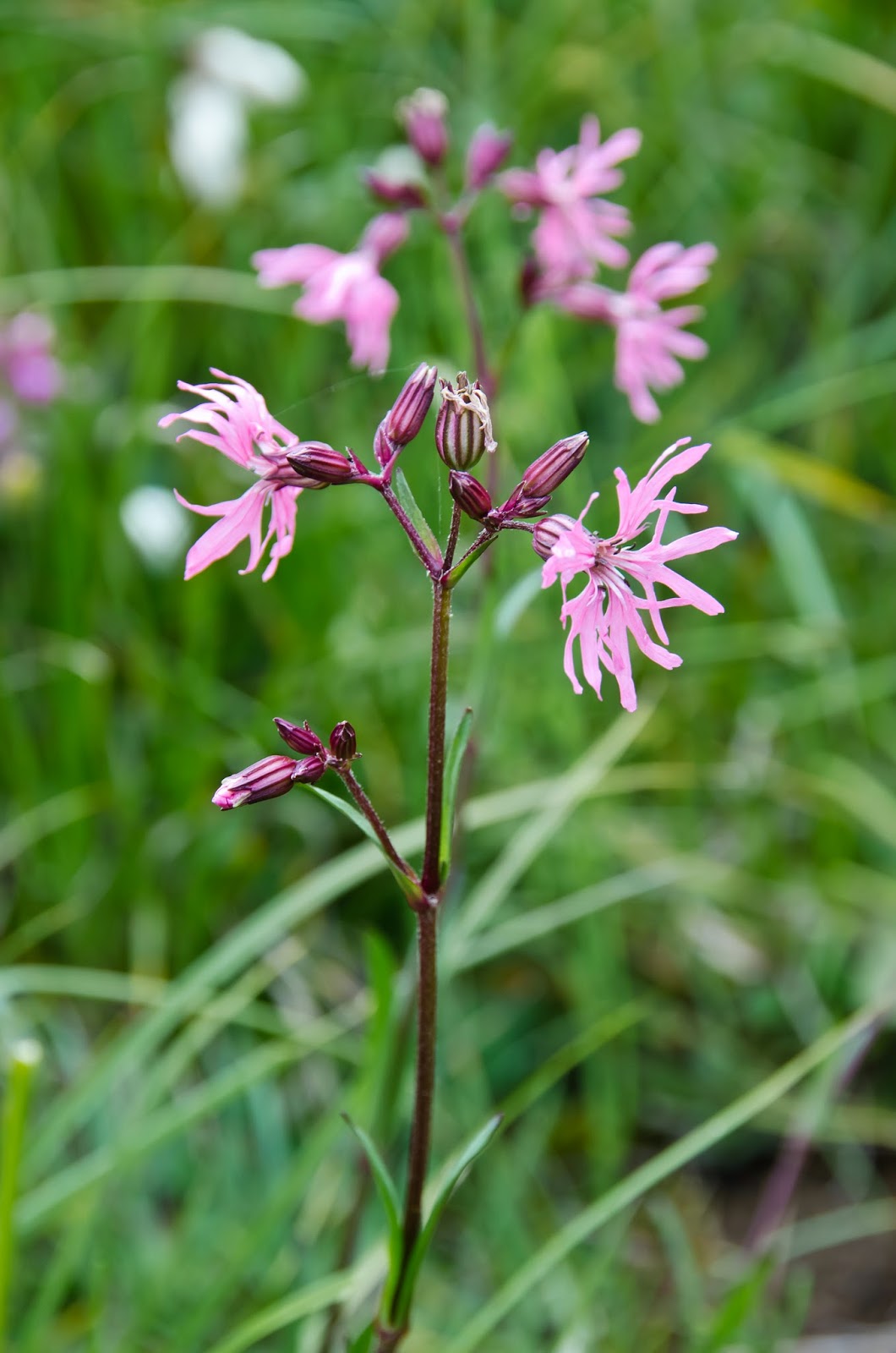 Flores y Paisajes de Asturias : Lychnis flos-cuculi