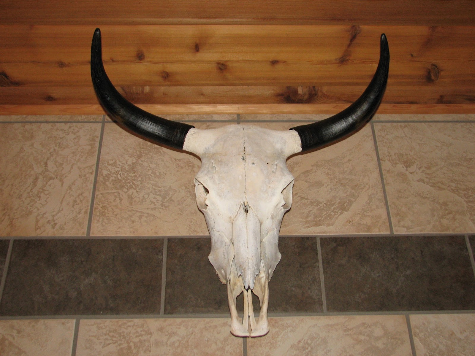 Springridge Ranch Grass-Fed Yak-Cross Beef: Horned Yak Skulls