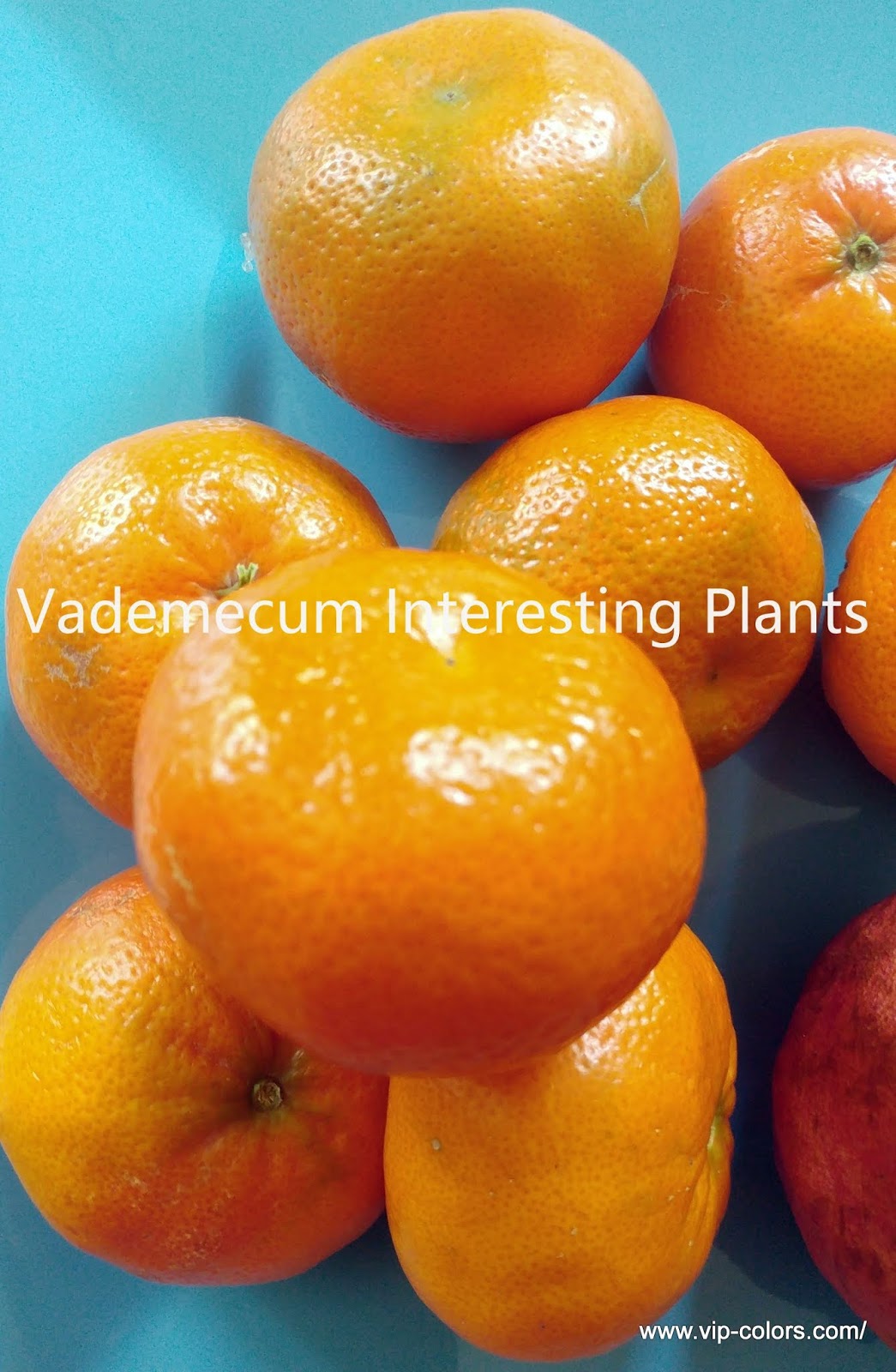 Vademecum Interesting Plants: Citrus reticulata - Mandarynka - Mandarin