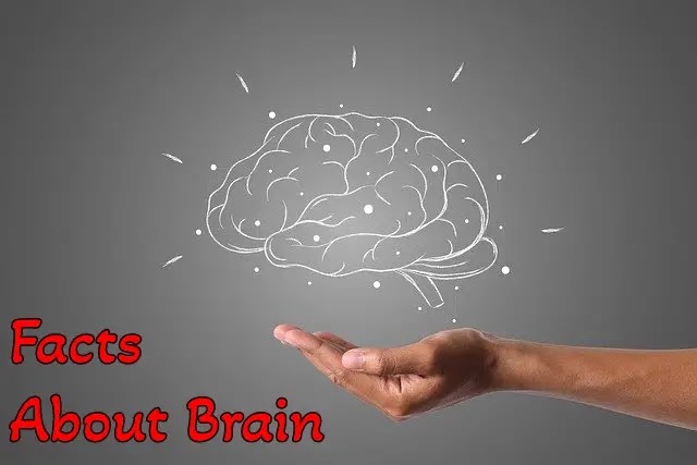 100 Unbelievable Facts About Human Brain In Hindi 100-unbelievable-facts-about-human-brain-in-hindi