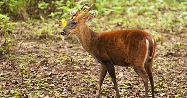 Untamed Traveller: Barking Deer - Kakad
