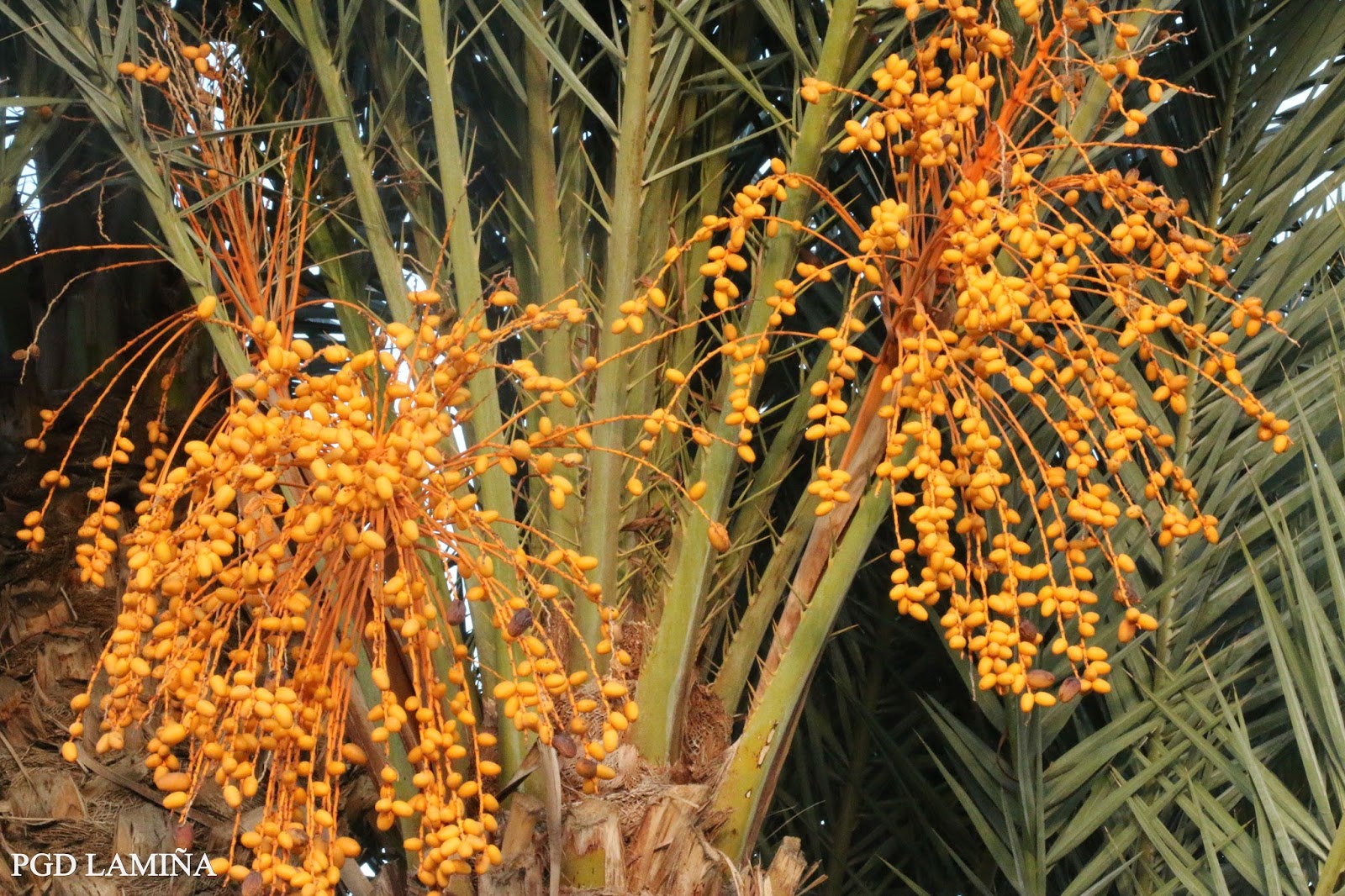 PHOENIX CANARIENSIS. palmera canaria