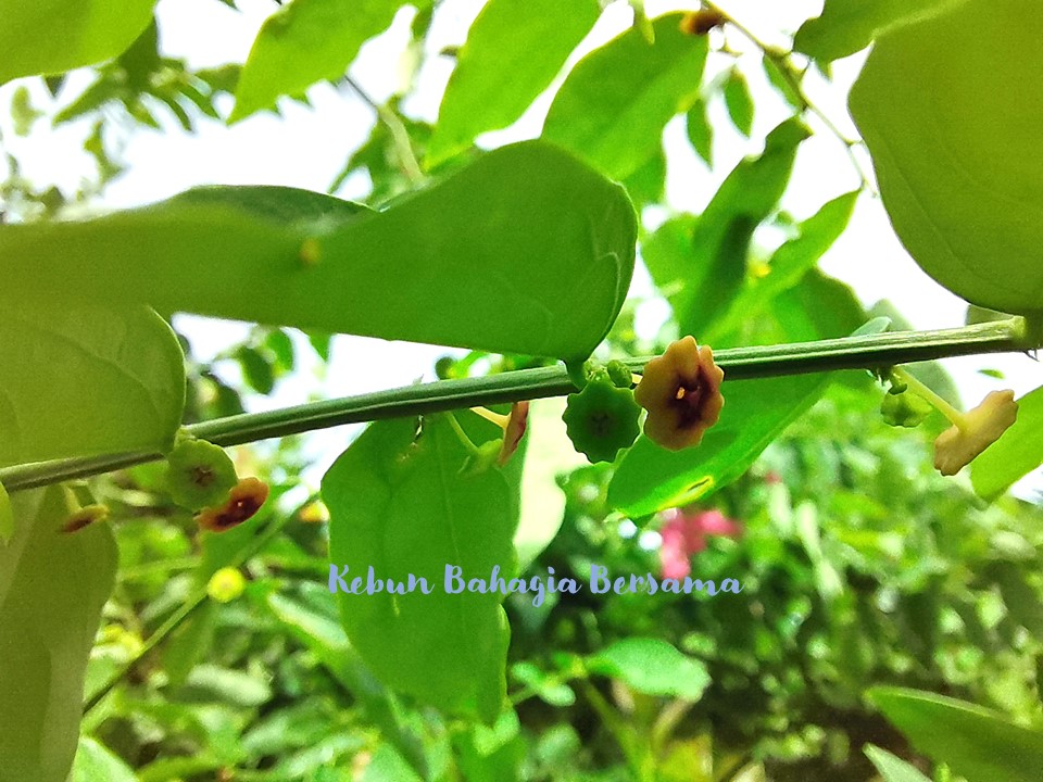 Kebun Bahagia Bersama: PKPB Musim Bunga dan Buah Sayur Manis